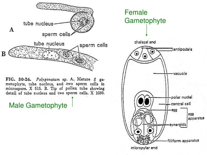 PPT - Male Gametophyte PowerPoint Presentation, free download - ID:787896