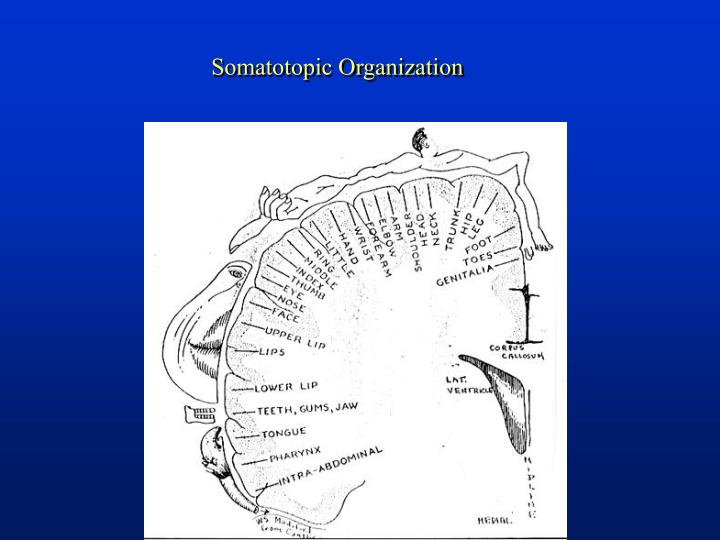 PPT - Ventricular System PowerPoint Presentation - ID:789750