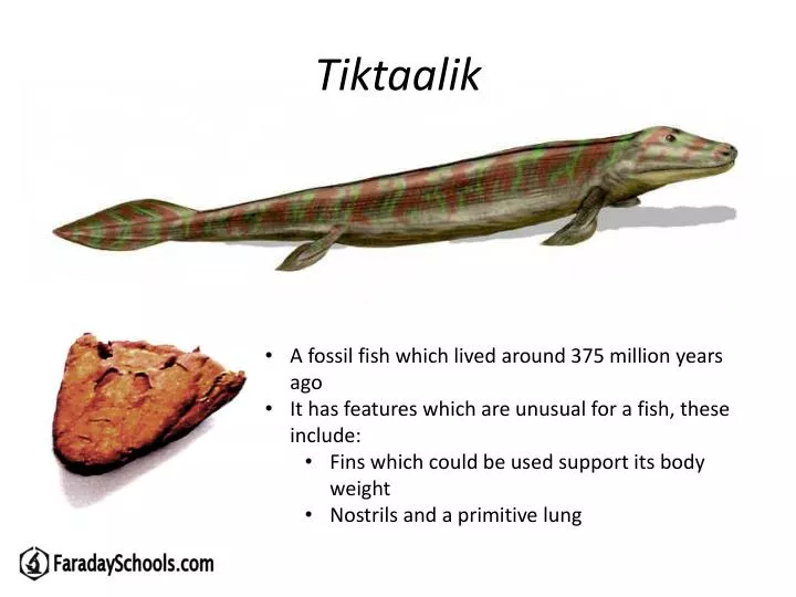 PPT - Tiktaalik PowerPoint Presentation, free download - ID:790601