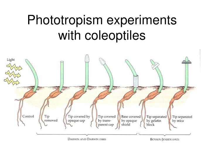 PPT - Plant Hormones PowerPoint Presentation - ID:790627