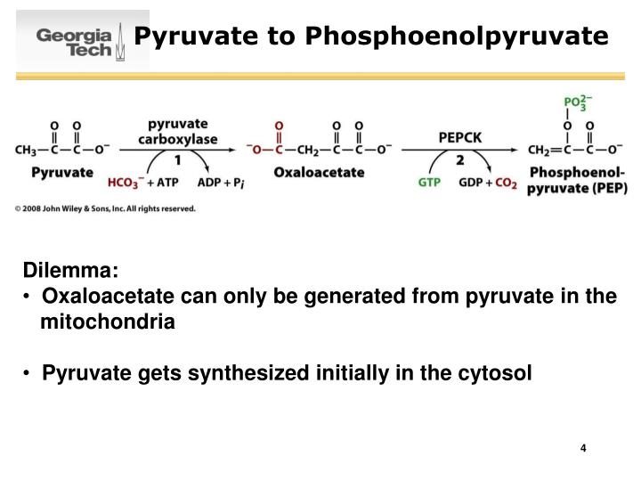 PPT - SURVEY OF BIOCHEMISTRY Glycogen PowerPoint Presentation - ID:790970