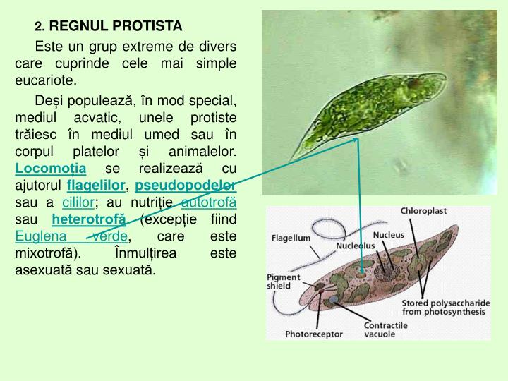 PPT - Clasificarea lumii vii în cele cinci regnuri PowerPoint ...