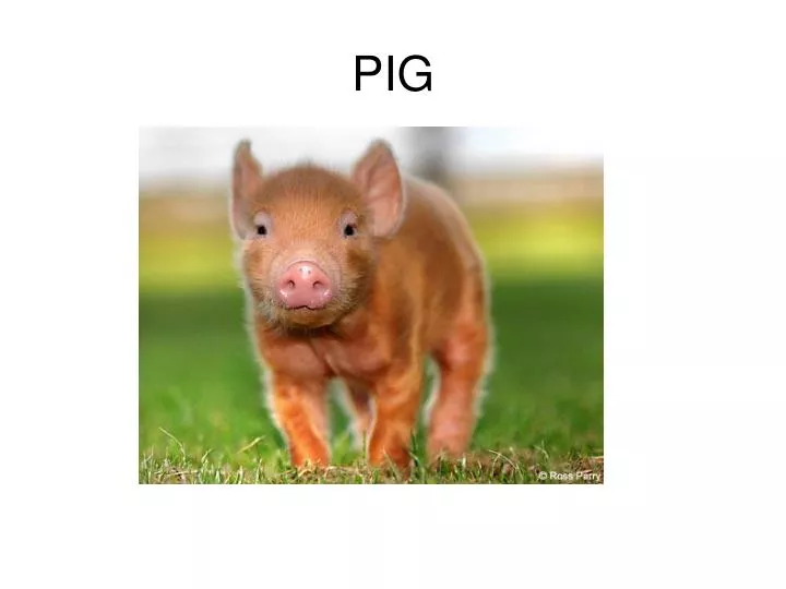 PPT - PIG PowerPoint Presentation, free download - ID:791107