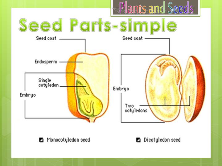 PPT - Plants and Seeds PowerPoint Presentation - ID:791432