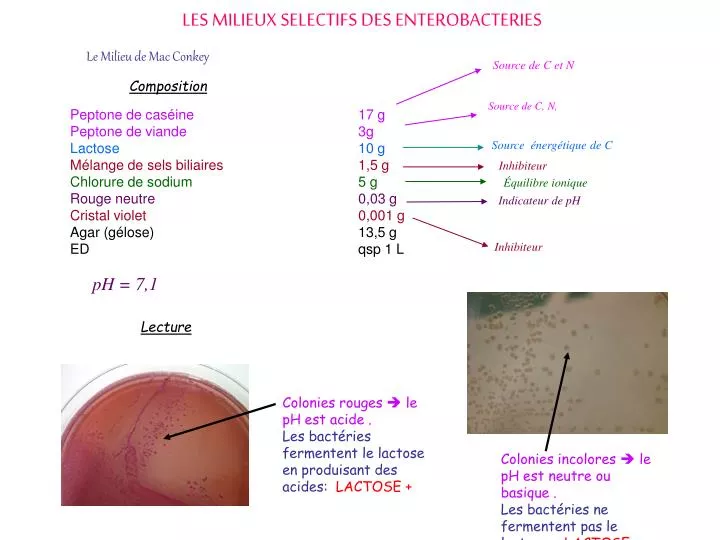 PPT - LES MILIEUX SELECTIFS DES ENTEROBACTERIES PowerPoint Presentation ...