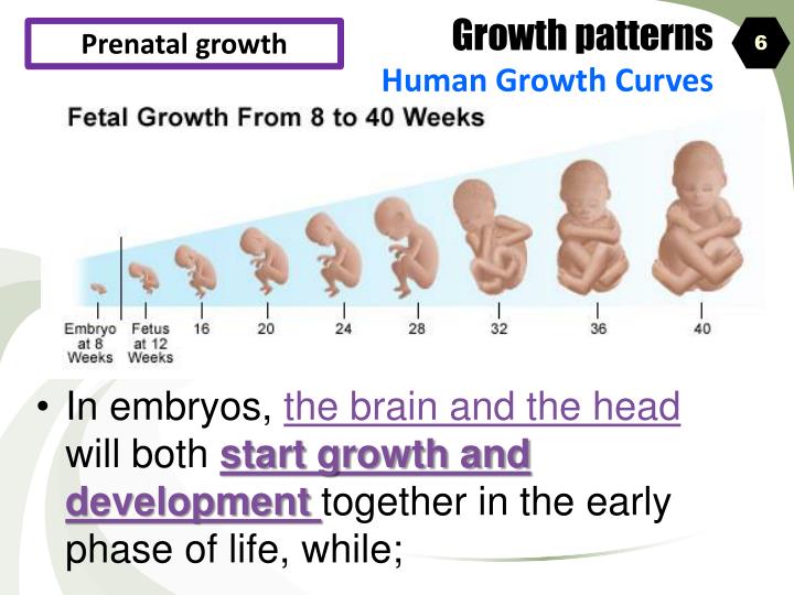 PPT - GROWTH PATTERNS PowerPoint Presentation - ID:792356
