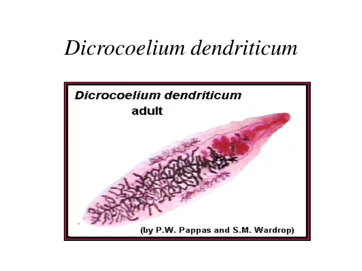 PPT - PHYLUM PLATYHELMINTHES PowerPoint Presentation - ID:792737