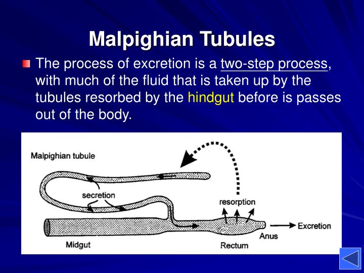 PPT - Insect Biochemistry - Excretion PowerPoint Presentation - ID:793070
