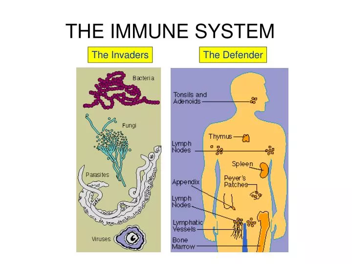 PPT - THE IMMUNE SYSTEM PowerPoint Presentation, free download - ID:793228