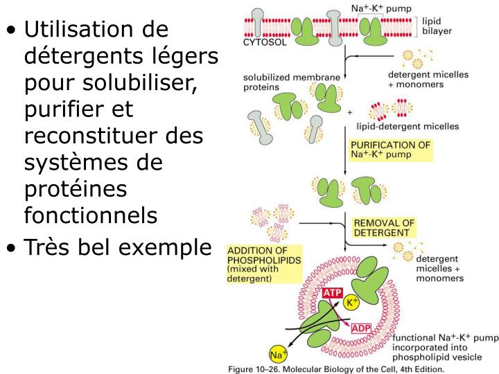 PPT - STRUCTURE DE LA MEMBRANE PowerPoint Presentation - ID:793267