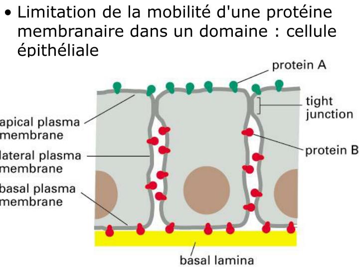PPT - STRUCTURE DE LA MEMBRANE PowerPoint Presentation - ID:793267