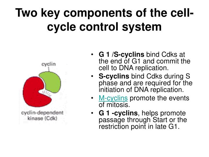 PPT - Cell cycle and cell programmed death PowerPoint Presentation - ID ...