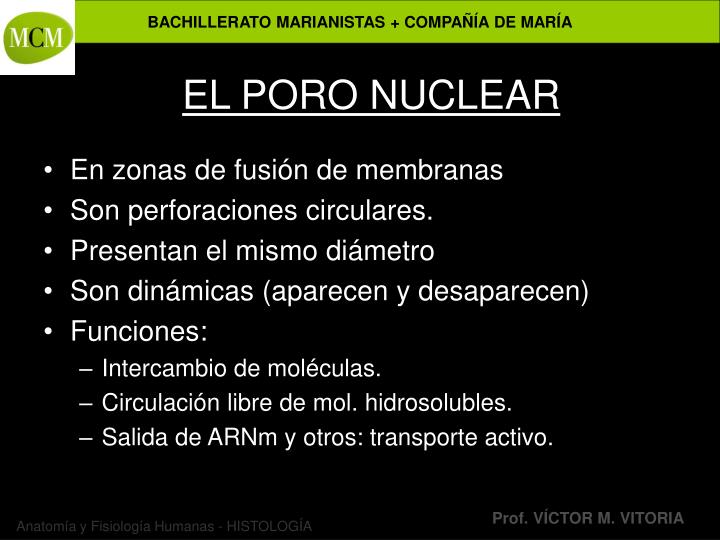 PPT - EL NÚCLEO DE LA CÉLULA EUCARIOTA PowerPoint Presentation - ID:794615