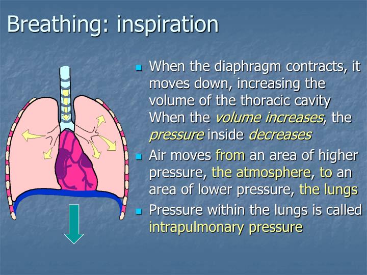 PPT - Respiratory Pleural and Thoracic Injury PowerPoint Presentation ...