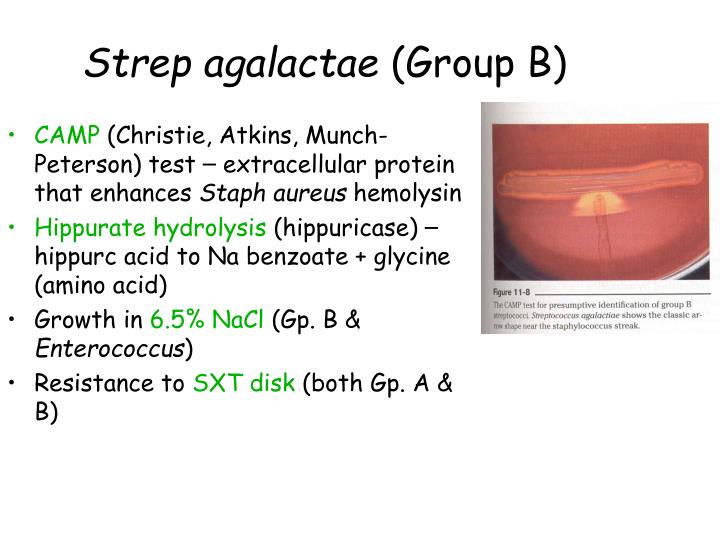 PPT - Streptococcaceae PowerPoint Presentation - ID:795114