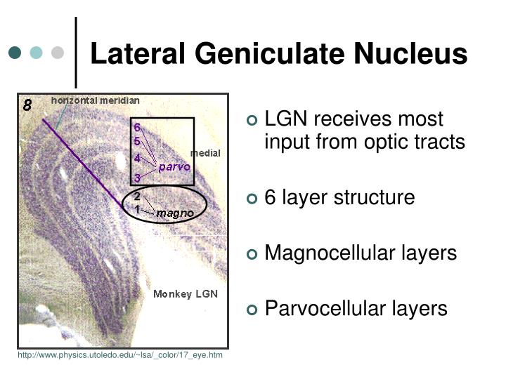 PPT - Visual Processing PowerPoint Presentation - ID:795524
