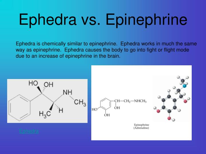 PPT - Ephedra PowerPoint Presentation - ID:795856