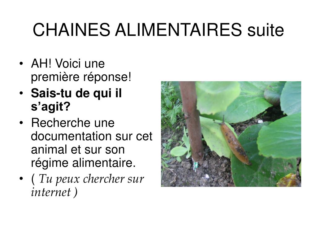 PPT - CHAINES ET RESEAUX ALIMENTAIRES PowerPoint Presentation, free ...