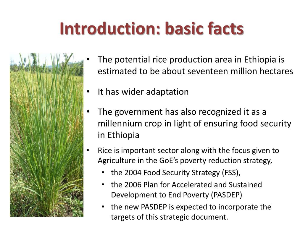 PPT - National Rice Research and Development Strategy of Ethiopia ...