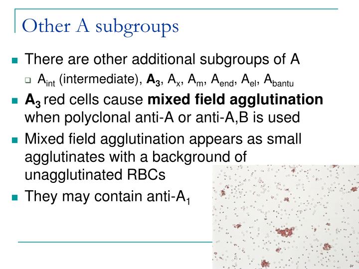 PPT - ABO Blood Group System PowerPoint Presentation - ID:796983