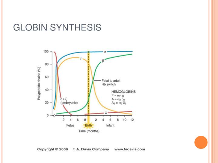 PPT - STRUCTURE AND FUNCTION OF ERYTHROPOIETIC TISSUE PowerPoint ...