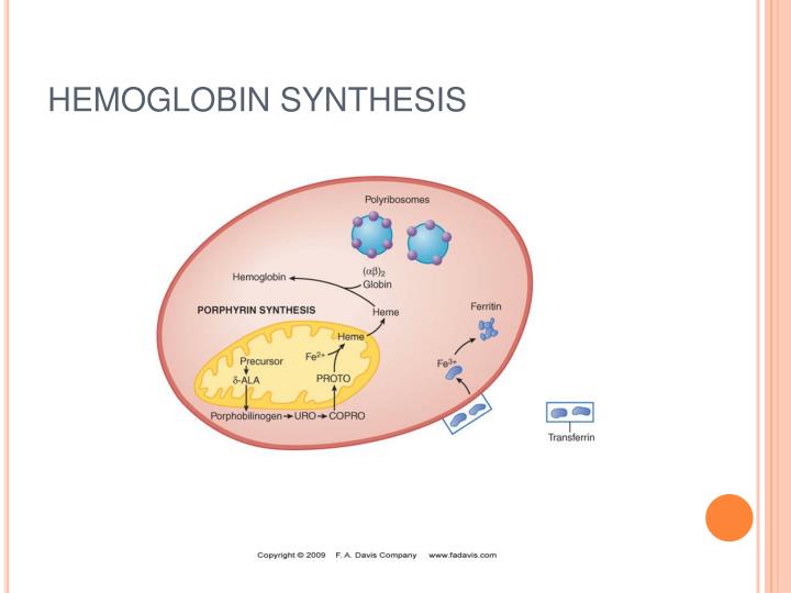 PPT - STRUCTURE AND FUNCTION OF ERYTHROPOIETIC TISSUE PowerPoint ...