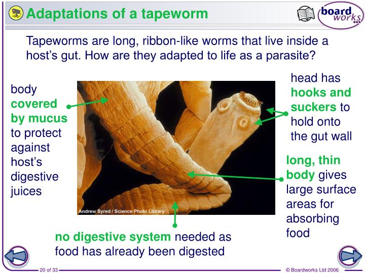 PPT - What is competition? PowerPoint Presentation - ID:797973
