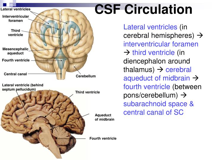 PPT - Anatomy Nervous System Lab PowerPoint Presentation - ID:798432