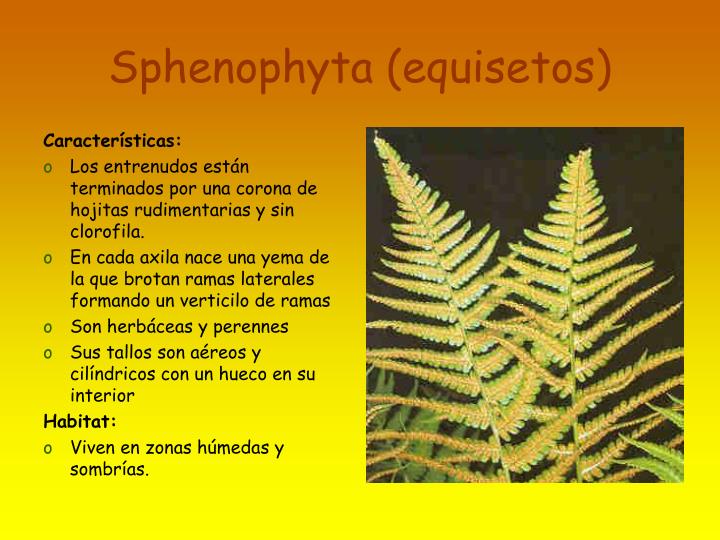 PPT - Reino Plantas (metafitas) PowerPoint Presentation - ID:801002