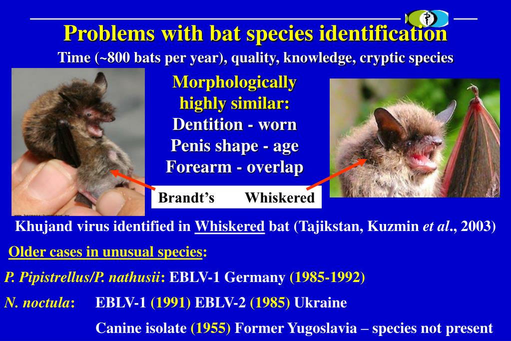 PPT - The application of genetic markers for European Bat Lyssavirus ...