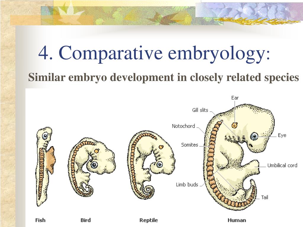 PPT Theory Of Evolution PowerPoint Presentation Free Download ID PPT Theory Of Evolution PowerPoint Presentation Free Download ID