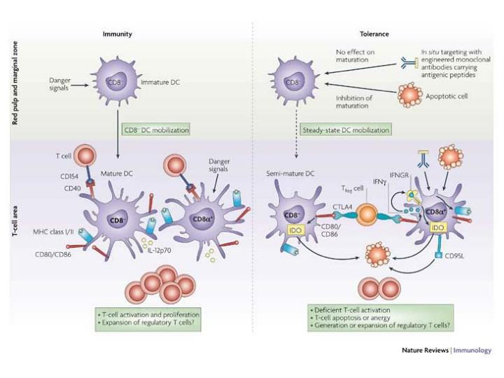 PPT - Molecular mechanisms of immune tolerance Central tolerance ...