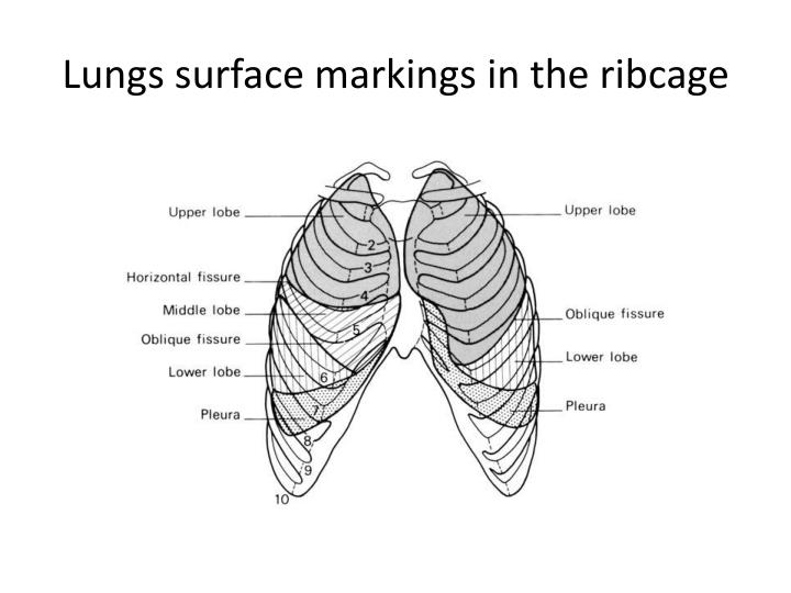 PPT - THORACIC INCISIONS PowerPoint Presentation - ID:803166
