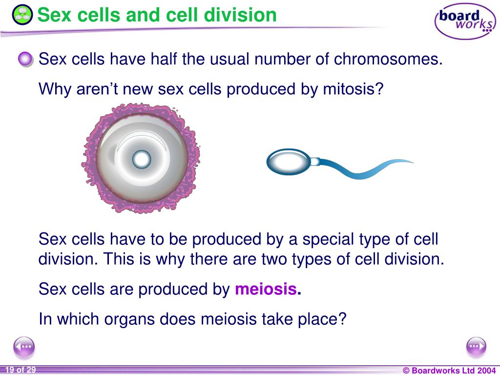 Ppt Ks4 Biology Powerpoint Presentation Free Download Id 808746
