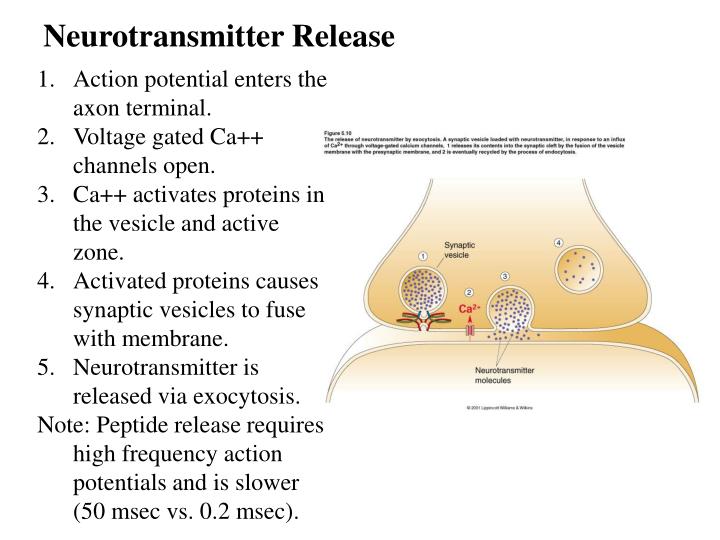 PPT - Synaptic Transmission PowerPoint Presentation - ID:808760