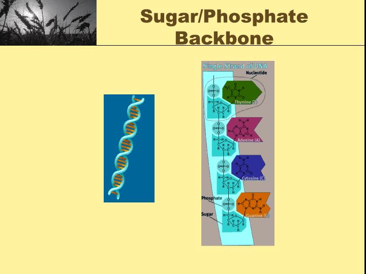 PPT - DNA Extraction PowerPoint Presentation - ID:809958