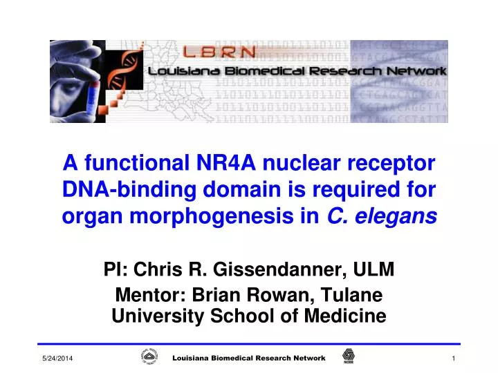 PPT - A functional NR4A nuclear receptor DNA-binding domain is required ...