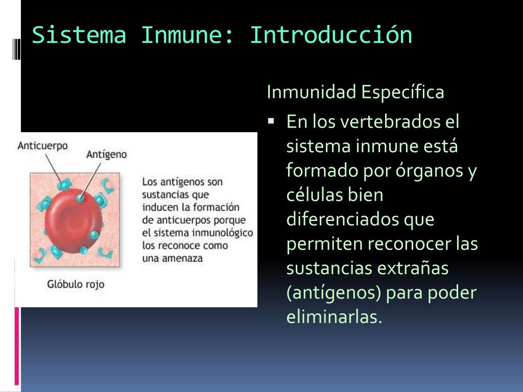 Ppt Sistema Inmune Powerpoint Presentation Free Download Id 813581