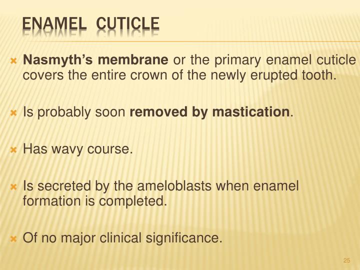 PPT - ENAMEL PowerPoint Presentation - ID:813679