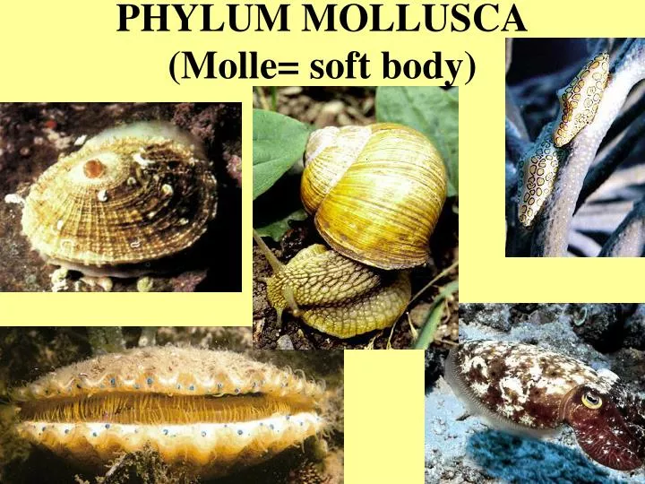 PPT - PHYLUM MOLLUSCA (Molle= soft body) PowerPoint Presentation, free ...