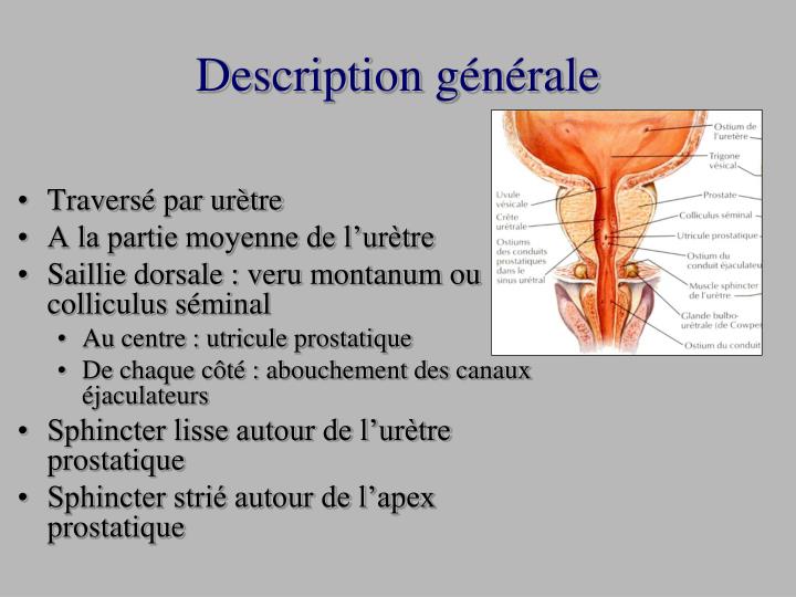 PPT - Radio-anatomie de la prostate PowerPoint Presentation - ID:814235