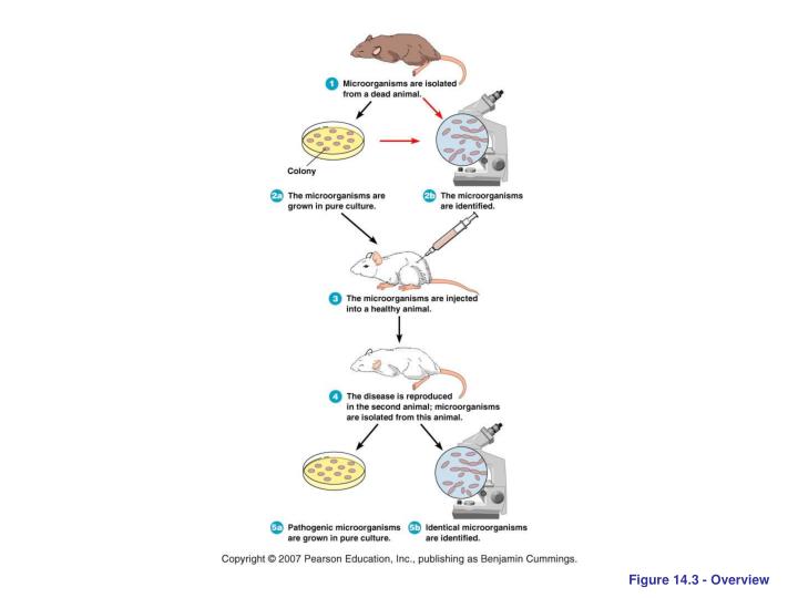 PPT - Koch’s Postulates PowerPoint Presentation - ID:815169