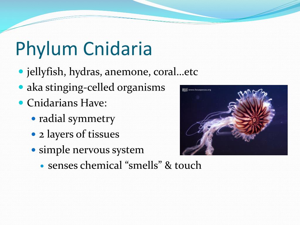 PPT - Kingdom Animalia : Porifera & Cnidaria PowerPoint Presentation ...