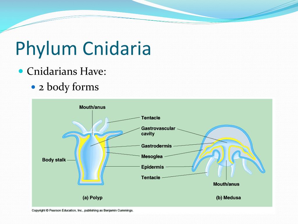 PPT - Kingdom Animalia : Porifera & Cnidaria PowerPoint Presentation ...