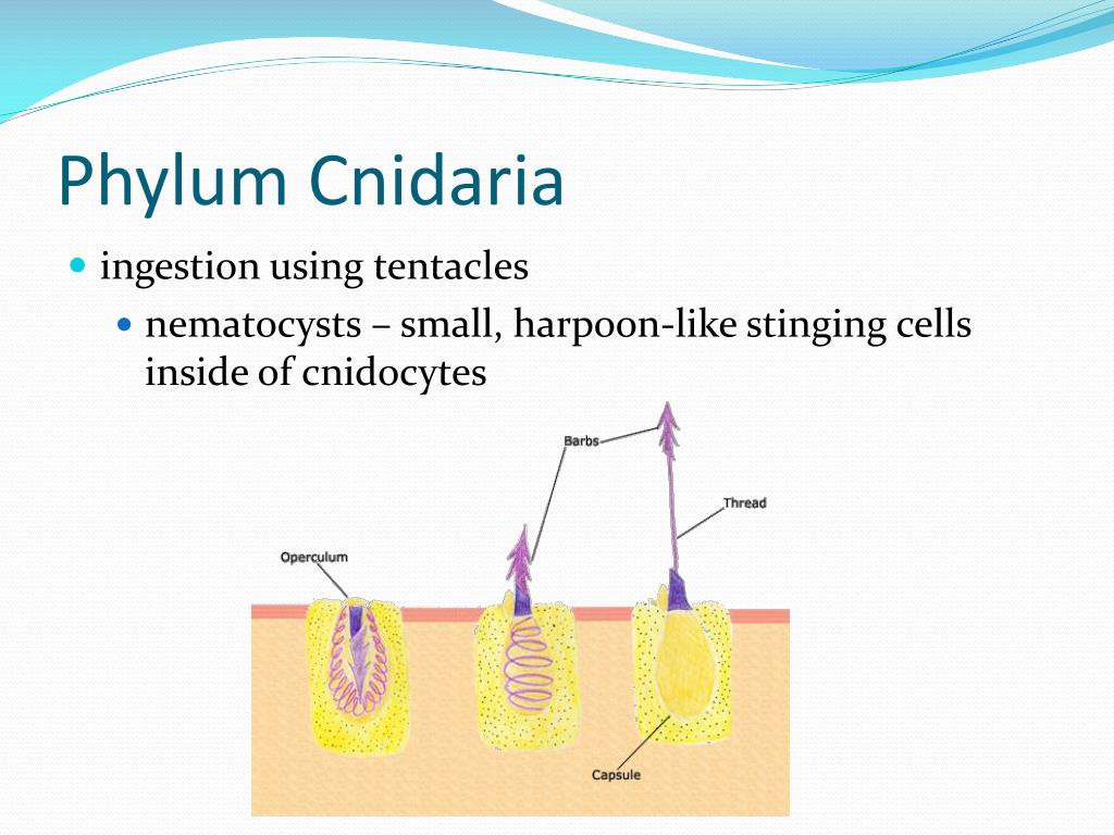 PPT - Kingdom Animalia : Porifera & Cnidaria PowerPoint Presentation ...