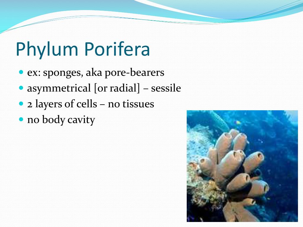 PPT - Kingdom Animalia : Porifera & Cnidaria PowerPoint Presentation ...