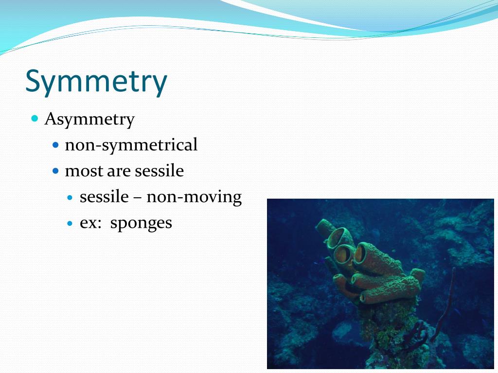 PPT - Kingdom Animalia : Porifera & Cnidaria PowerPoint Presentation ...