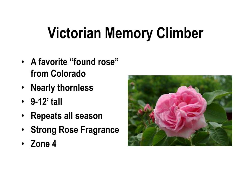 PPT - The Lisa Strawn Memorial Rose Garden at The Gardens on Havana ...