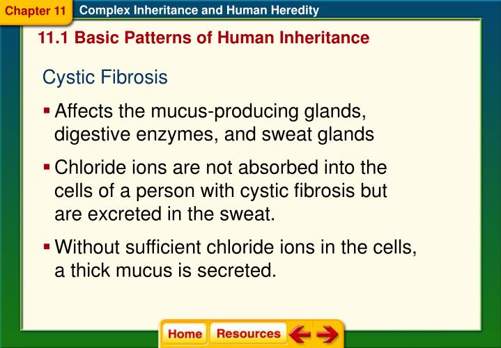 PPT - Section 1: Basic Patterns of Human Inheritance PowerPoint ...