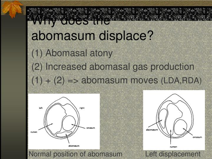 PPT - Abomasum PowerPoint Presentation - ID:815850
